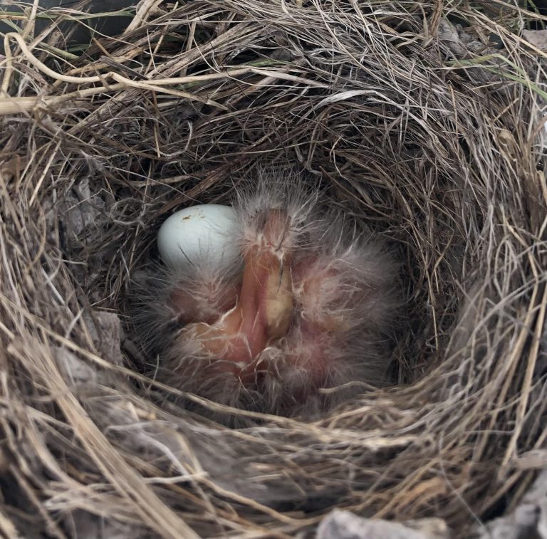 Ephemeral Rift - Official website & blog. Sharing my wildlife ...